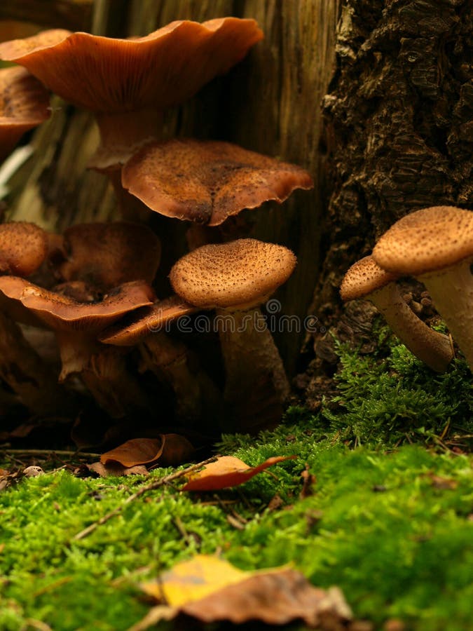 36+ Toadstools tree Free Stock Photos - StockFreeImages