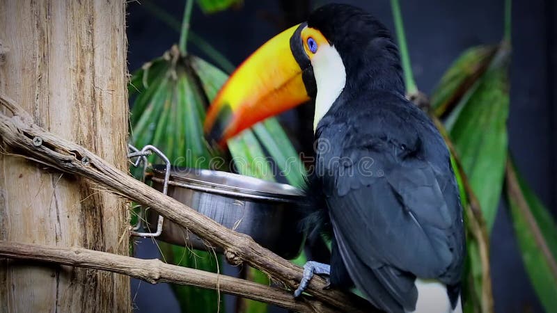 Toco Toucan, Ramphastos Toco, Hopping through Topical Trees Stock ... Toco Toucan, Ramphastos Toco, Hopping through Topical Trees Stock ...