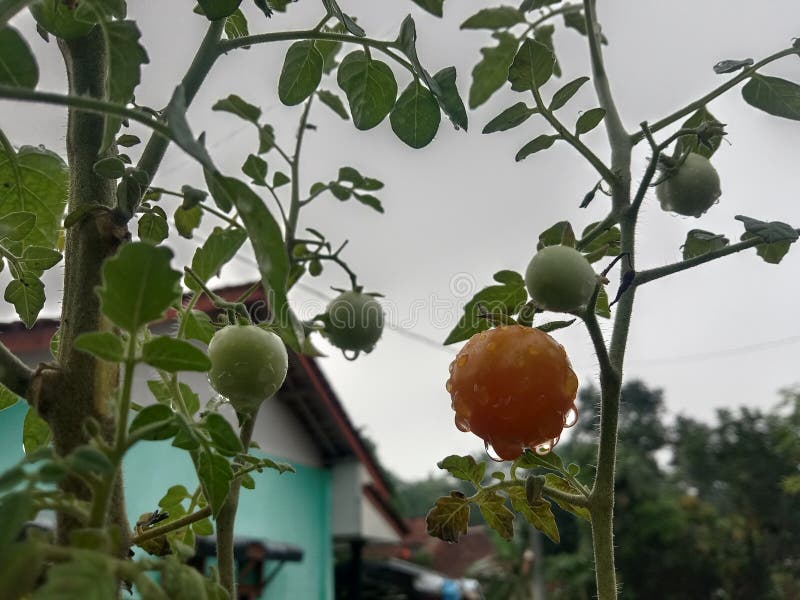 A beautiful tomato tree stock photo. Image of tree, planting - 265622064
