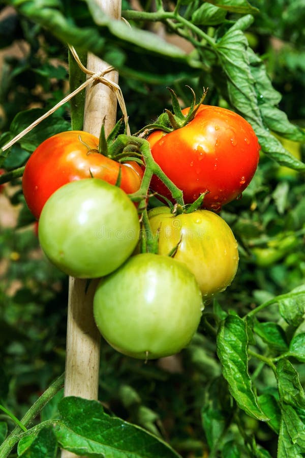 Beautiful Tomatoes in the Summer Garden Stock Image - Image of fresh ...