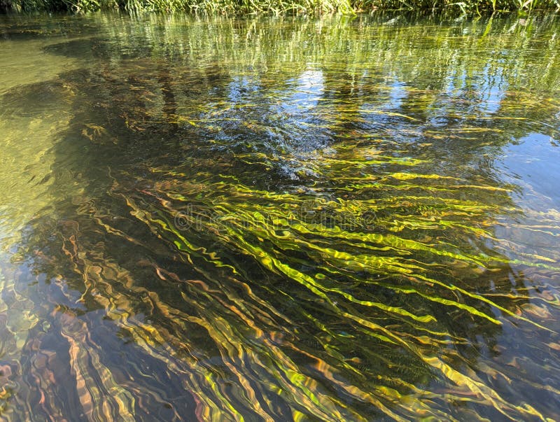 Beautiful Top View of the Algae in the River Stock Image - Image of ...