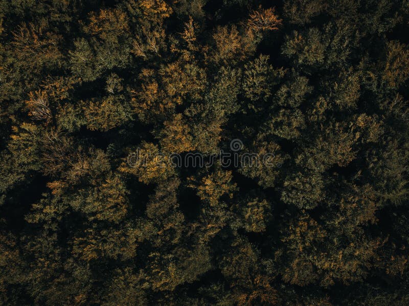 Beautiful Top View of Autumn Trees in a Forest during Sunrise Stock ...