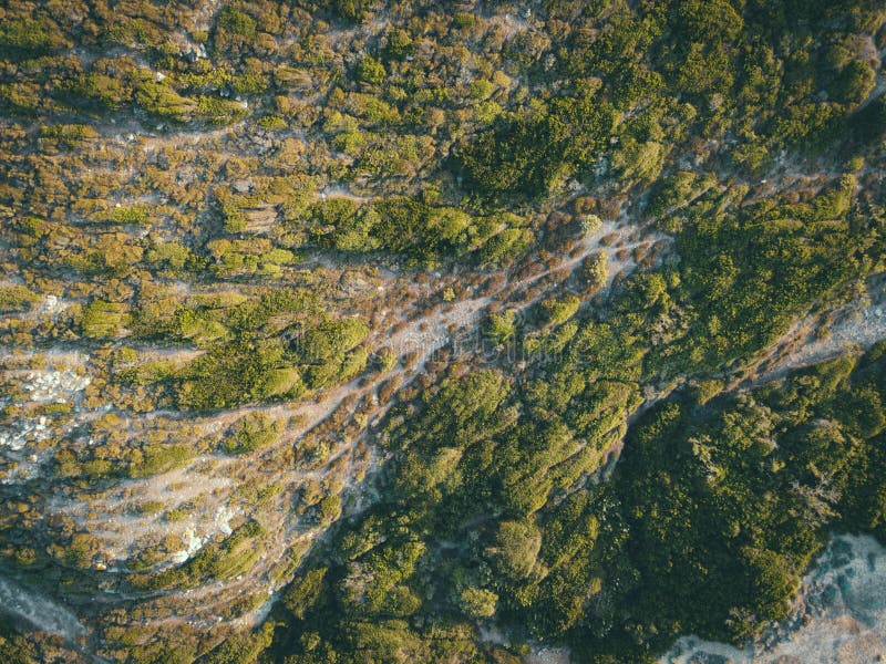 Beautiful Top View Shot of Greenery and Sand on the Seashore Stock ...