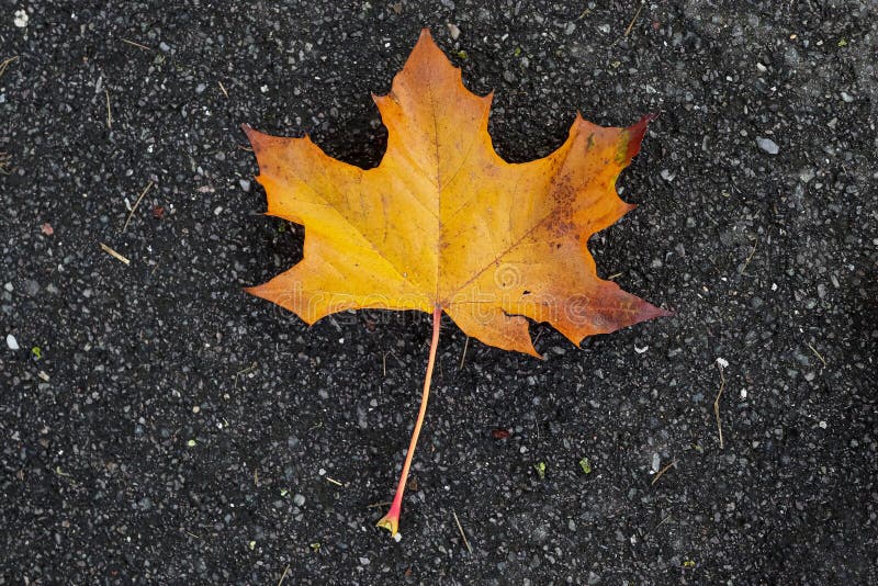 Beautiful Top View Shot of Maple Leaf Stock Image - Image of view ...