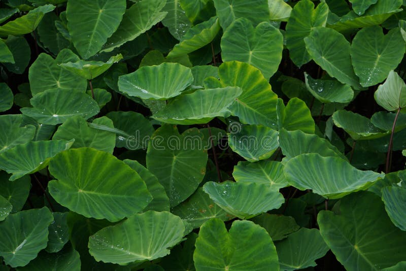 Beautiful Top View of the Taro Root Fields.Greenery and Vegetation ...