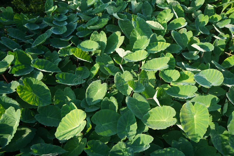 Beautiful Top View of the Taro Root Fields.Greenery and Vegetation ...