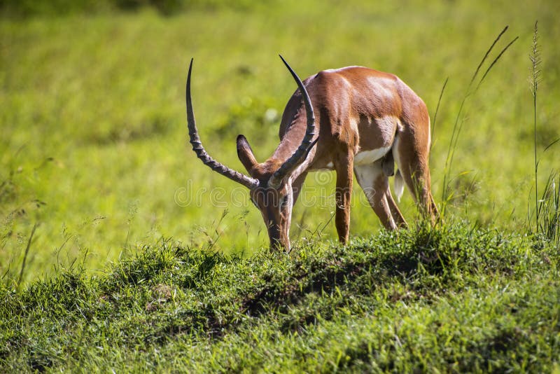 A beautiful Topi antelope stock photo. Image of national - 101922398