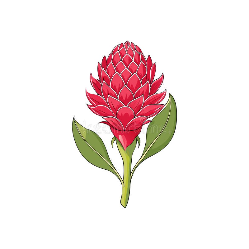 Beautiful Torch Ginger Floral Design Stock Photo - Illustration of ...