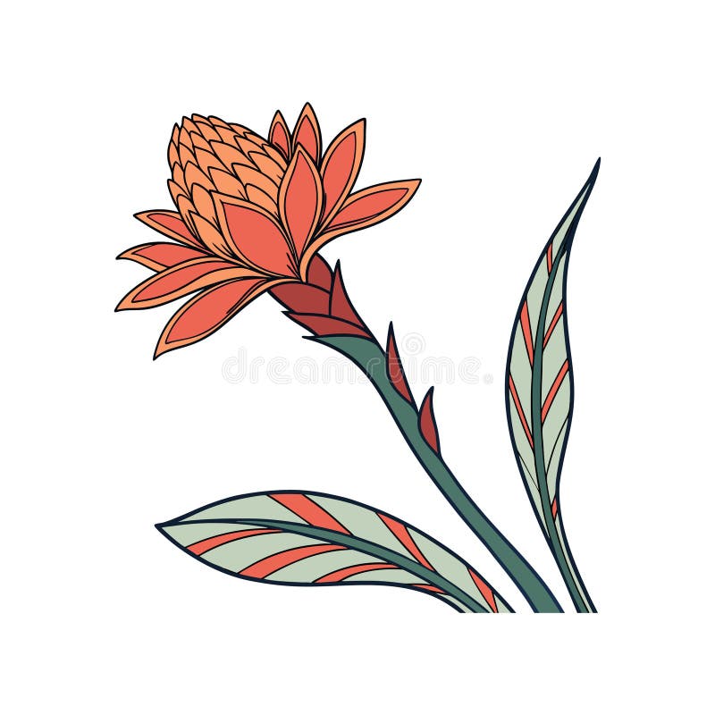 Beautiful Torch Ginger Floral Design Stock Photo - Illustration of ...