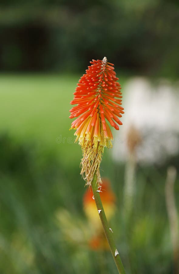 A beautiful Torch Lily stock image. Image of flower, bright - 39779131