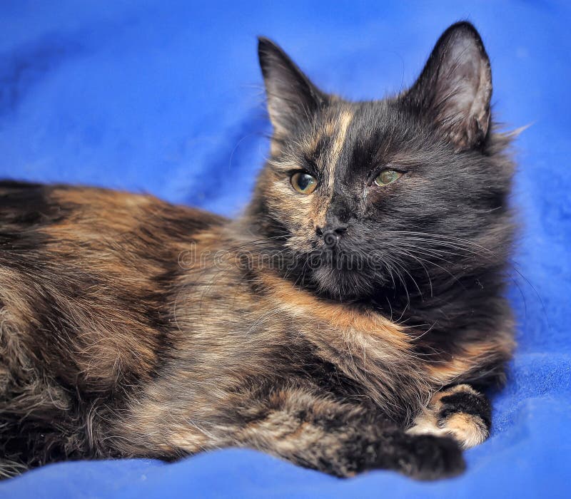 Beautiful tortie cat stock image. Image of small, american - 44785341