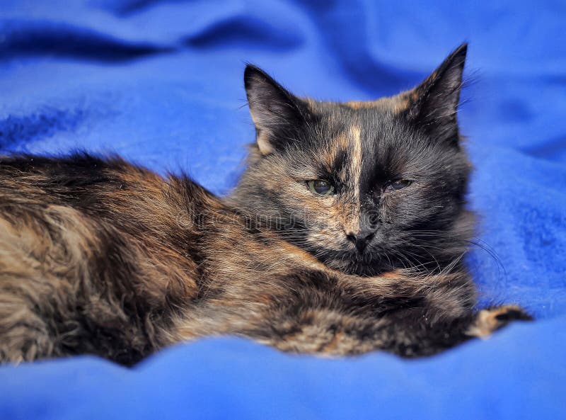 Young Torbie Kitten Cat Posing Stock Photos - Free & Royalty-Free Stock ...