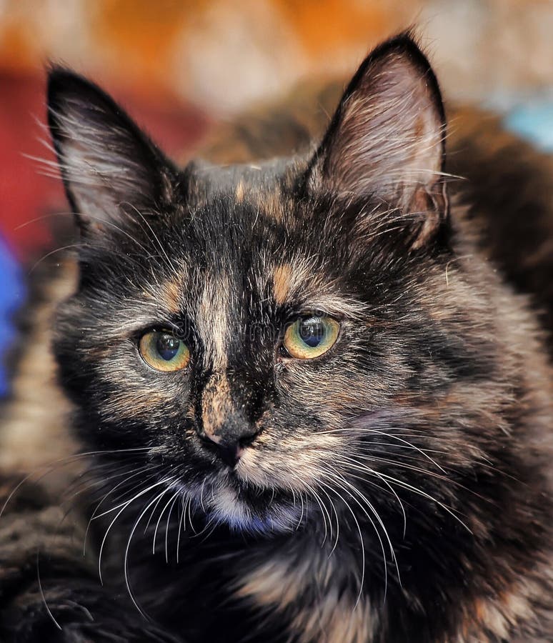 Young Torbie Kitten Cat Posing Stock Photos - Free & Royalty-Free Stock ...