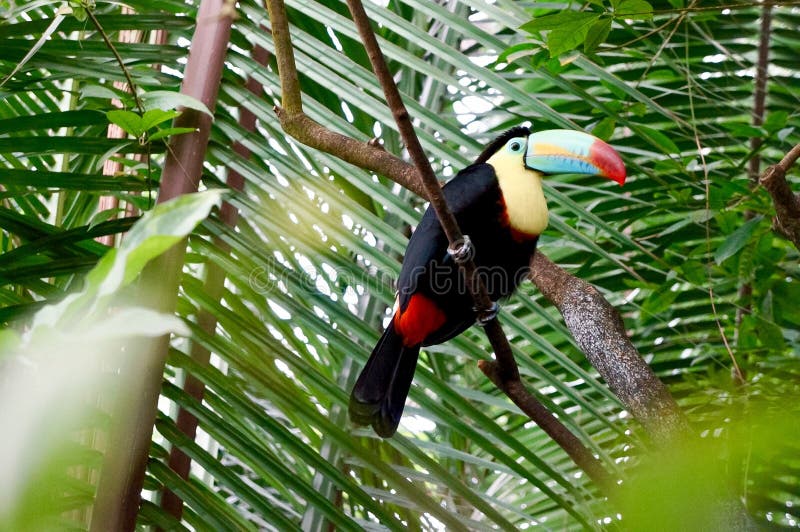 A beautiful toucan stock photo. Image of beautiful, oiseau - 145670006