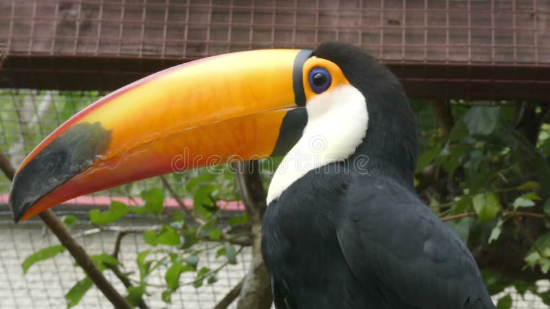 Beautiful Toucan Perching on a Branch, Head Side View Stock Video ...
