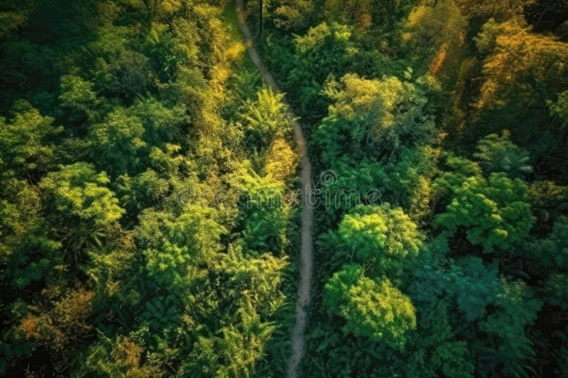 Beautiful Trail in Dense Forest, Aerial View from Drone. Generative AI ...