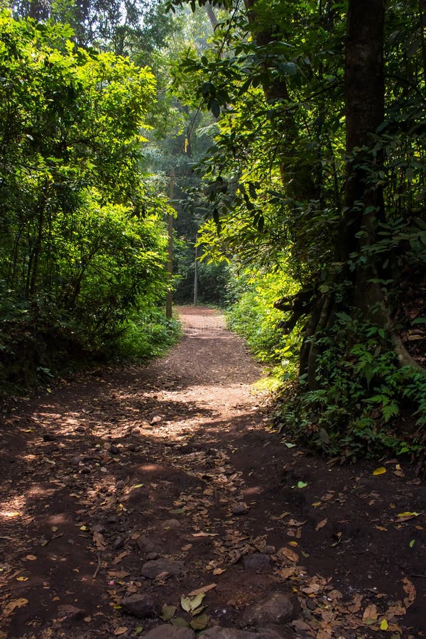 Beautiful Trail in the Jungle with Sunrays Falling. Stock Photo - Image ...
