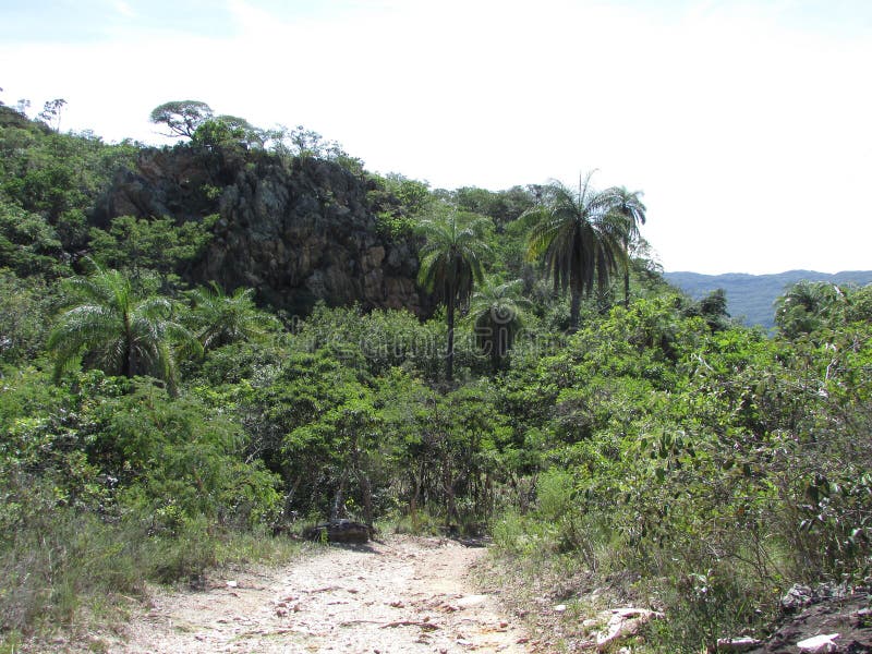 A Beautiful Trail through a Large Cerrado Forest Stock Photo - Image of ...
