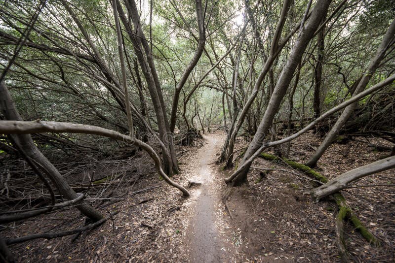 Beautiful Trail Through Old Leaning Trees Stock Photo - Image of ...
