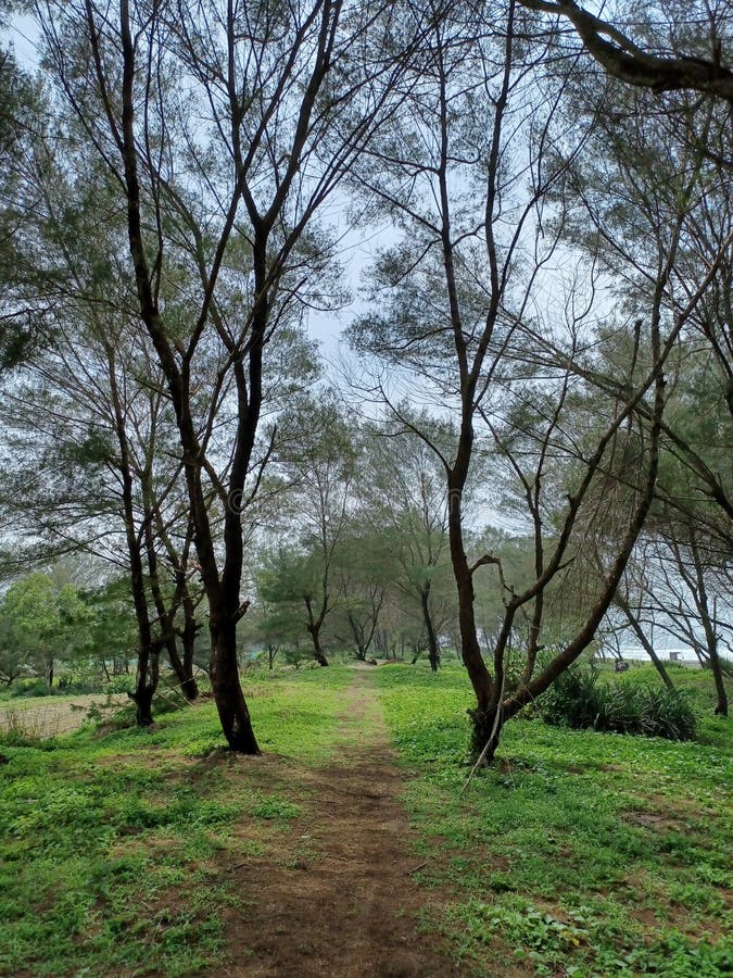 Beautiful Trails and Cool Tree Branches within the Countryside Stock ...