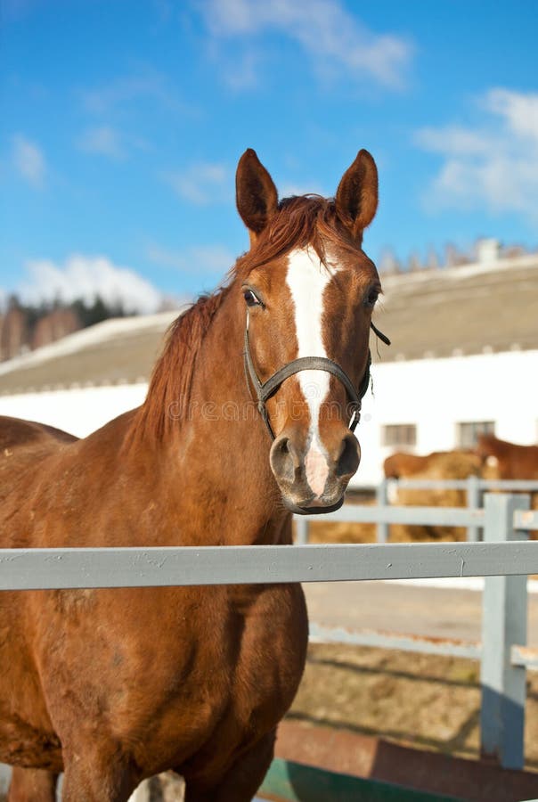 Beautiful Trakehner horse stock photo. Image of park - 24059464