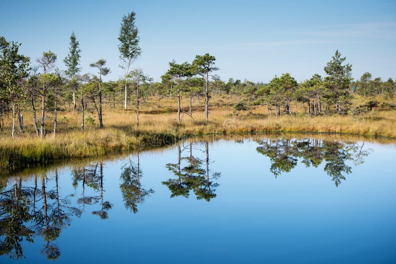 Beautiful Tranquil Landscape of Sunny Swamp Lake Stock Photo - Image of ...