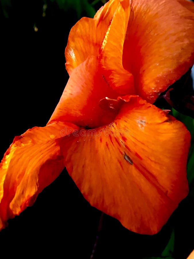 Beautiful tranquility stock photo. Image of flower, tranquility - 79224848