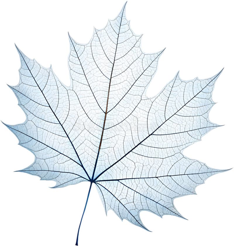 Translucent Leaf Showing Detailed Veins Design Clipart. Stock ...