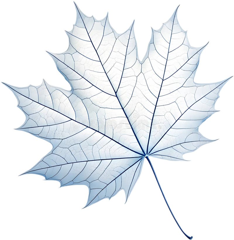 Translucent Leaf Showing Detailed Veins Design Clipart. Stock Image ...
