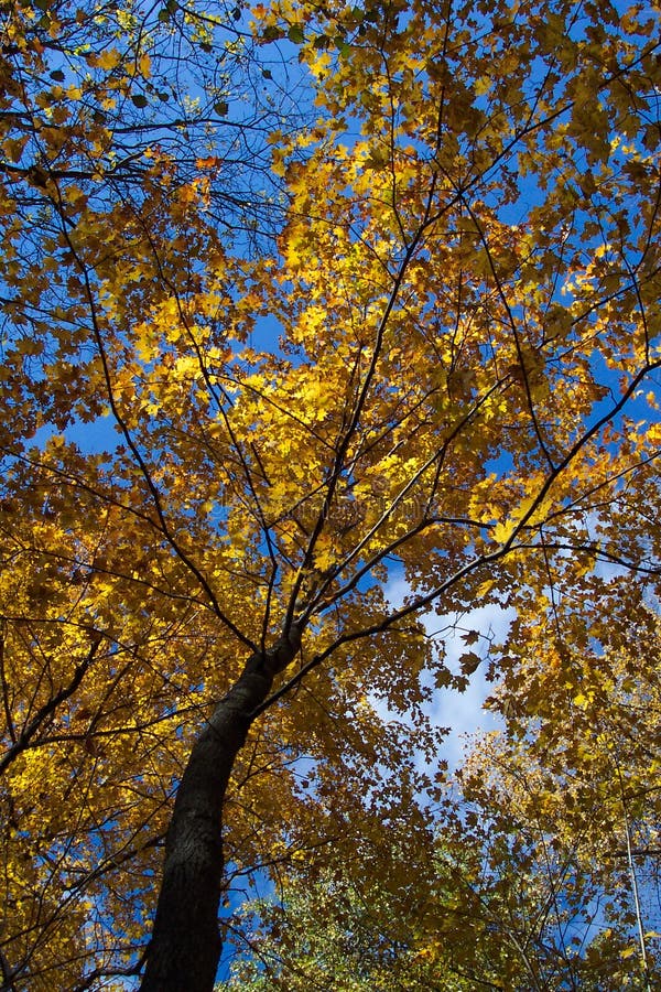 Beautiful Tree stock image. Image of environment, branches - 8421
