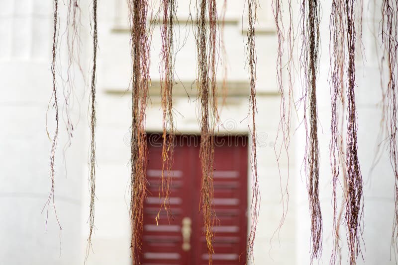 Beautiful Tree with Aerial Roots at the Park Stock Image - Image of ...