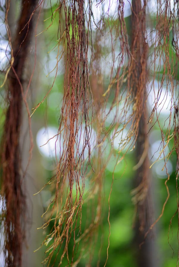 Beautiful Tree with Aerial Roots at the Park Stock Image - Image of ...