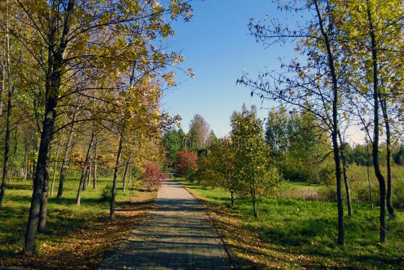 Beautiful Tree Alley in the Park on a Clear Sunny Day. Stock Photo ...