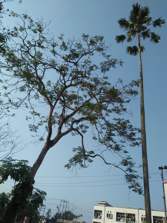 A Beautiful Tree in Assam , Seems Laughing Editorial Photo - Image of ...