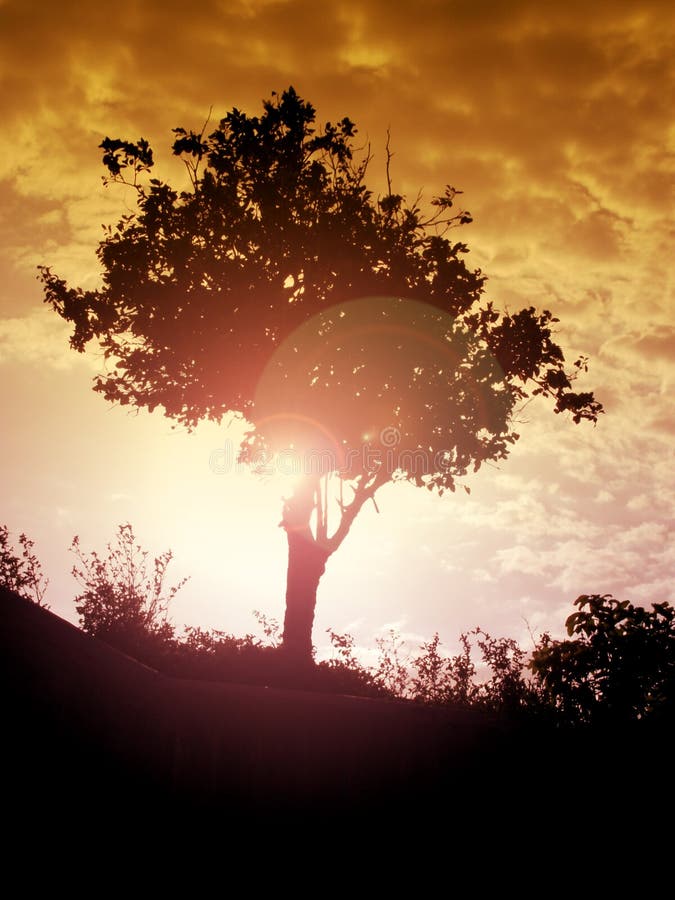 Tree back lit stock photo. Image of view, detail, trees - 78035606