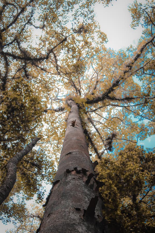 Beautiful Tree stock photo. Image of wadon, tree, bali - 221960262