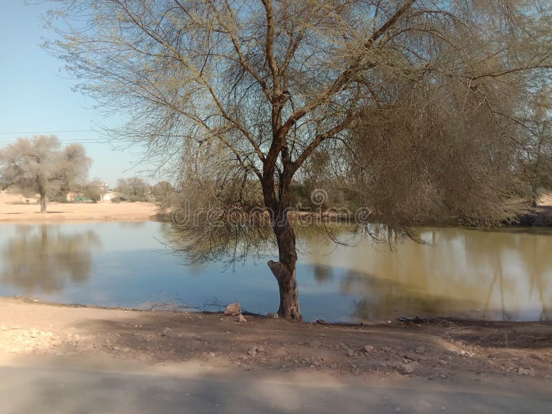 A Beautiful Tree on the Bank of a Pond during Evening Time Rajasthan ...