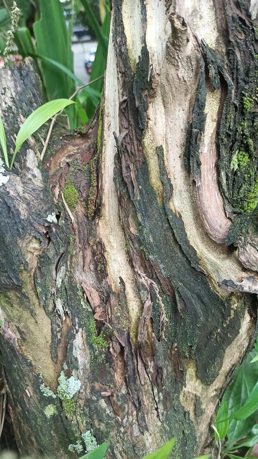 Beautiful Tree Bark Pattern Stock Image - Image of jungle, soil: 250315065