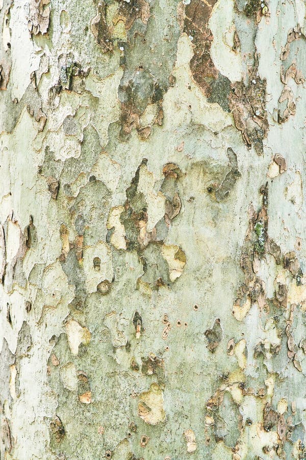 Beautiful Tree Bark Texture Image Stock Photo - Image of tree, dirty ...