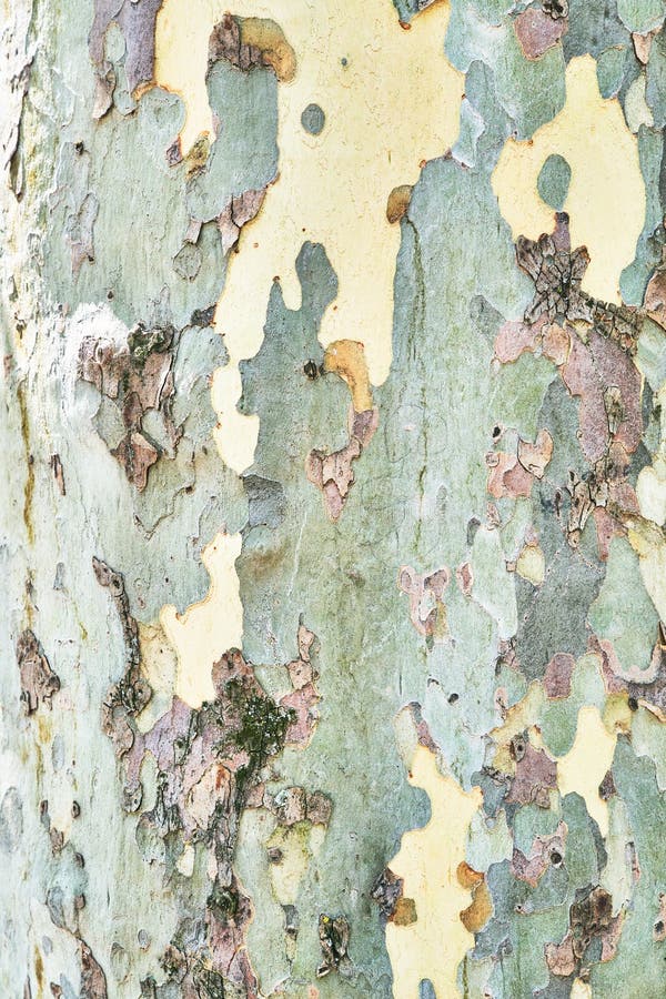 Beautiful Tree Bark Texture Image Stock Photo - Image of wood, lumber ...