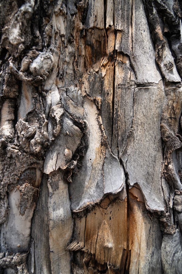 Beautiful Tree Bark, Unique Close Up, Useful for Backgrounds Stock ...