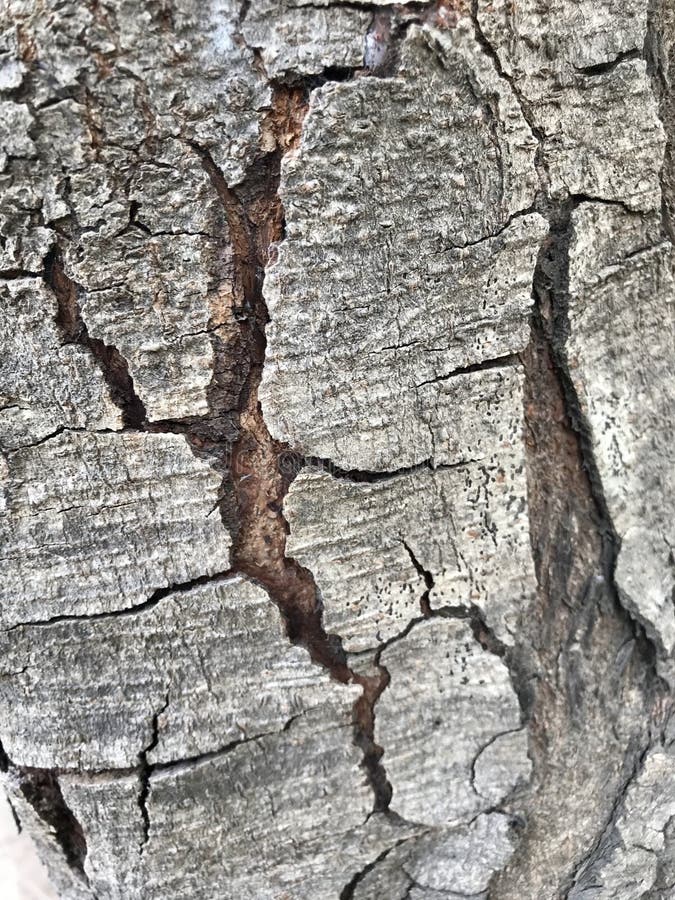 Beautiful And Unique Tree Bark Stock Photo - Image of unique, simple ...
