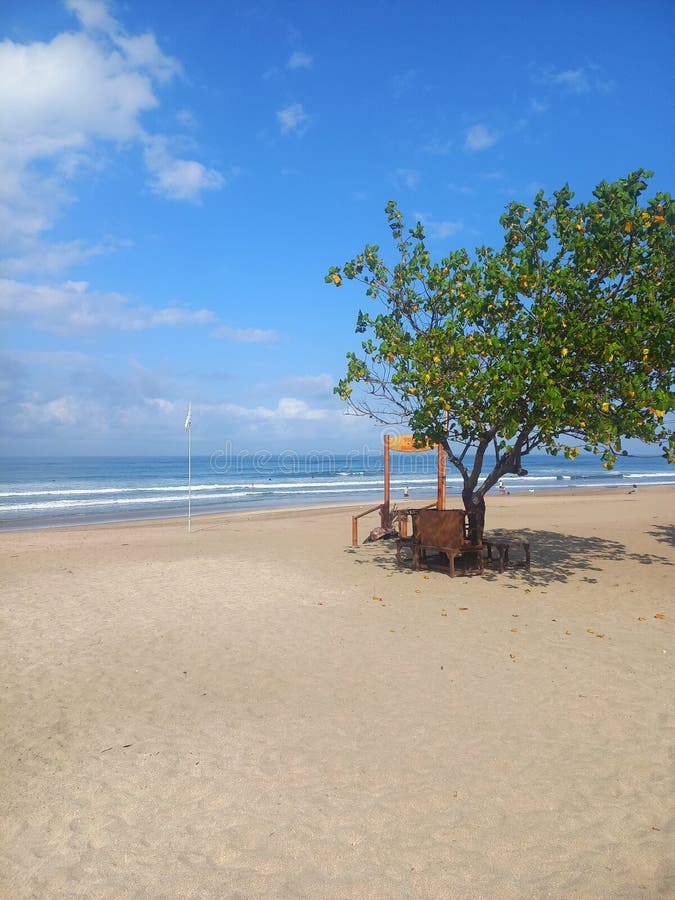 Beautiful Tree on the Beach Stock Image - Image of wave, ocean: 375606299