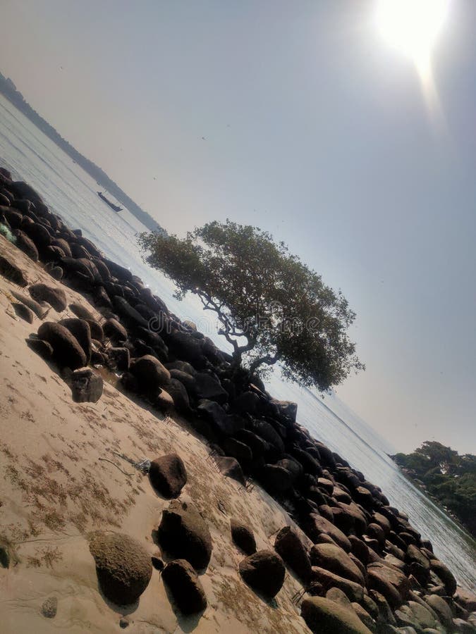 Beautiful Tree at the Beach Stock Photo - Image of view, palolem: 271349128