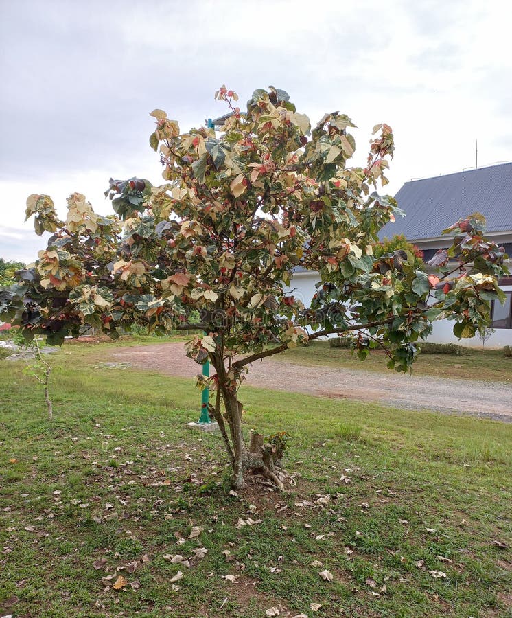 Tabang Site Stock Photos - Free & Royalty-Free Stock Photos from Dreamstime