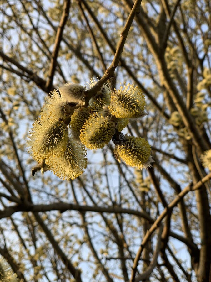 Beautiful tree stock photo. Image of flower, branch - 145864158