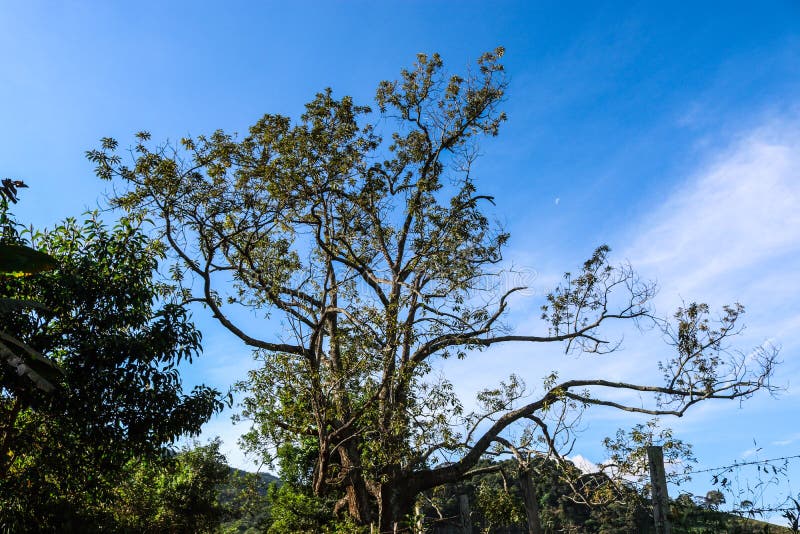 A Beautiful Tree, Blessed by God. Stock Image - Image of blessed ...
