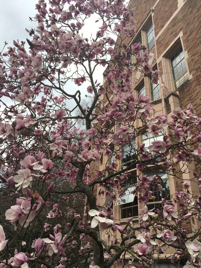 Beautiful tree stock photo. Image of spring, nice, plant - 95702422