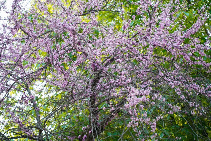 Beautiful Tree Blooming in Spring with Purple Buds Stock Image - Image ...