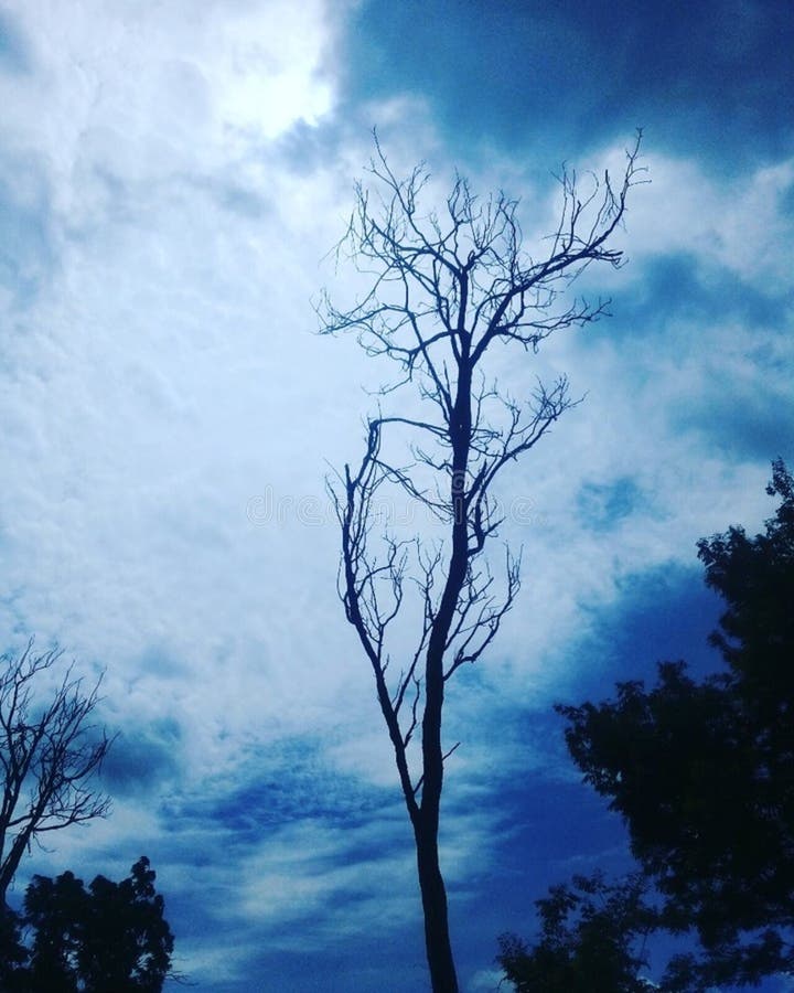 Beautiful Tree with Blue Sky Ad White Cloud Stock Photo - Image of ...